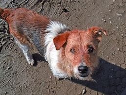 National Mutt Day - Exit Ninety Two