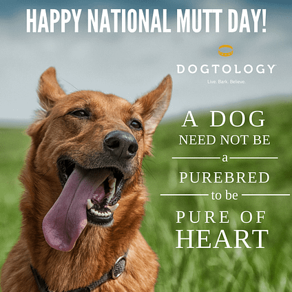 National Mutt Day - Exit Ninety Two